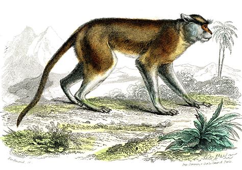 Patas Monkey By Collection Abecasis