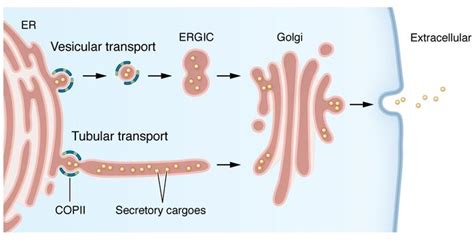 JCI Cargo Selection In Endoplasmic ReticulumtoGolgi Transport And