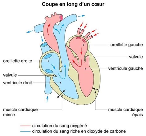 Syst Me Cardiovasculaire Flashcards Quizlet