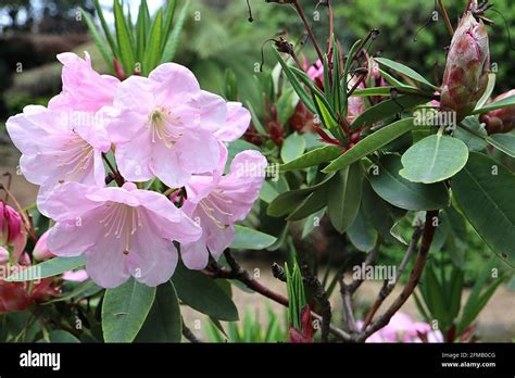 Elíptica oblonga fotografías e imágenes de alta resolución Alamy