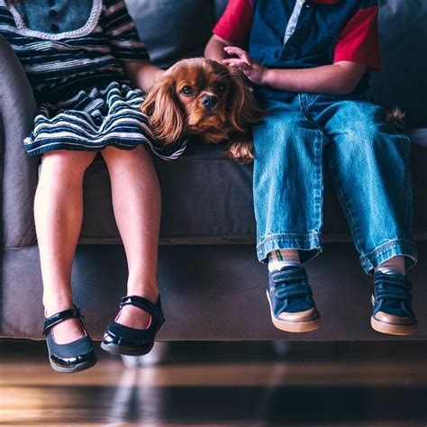 Las 6 Mejores Razas De Perros Para Niños 2024