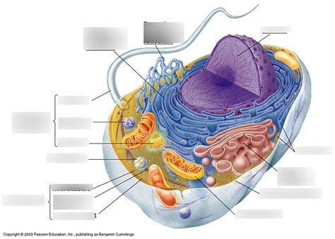 Biology Bio Diagram Quizlet