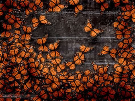 Pared De Mariposas Pared Mariposas Naranja Monarca Negro Fondo De