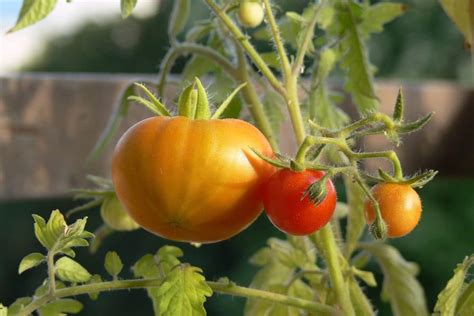 Como Plantar Tomate Cereja Em Vaso E Desfrutar De Snacks Saudáveis