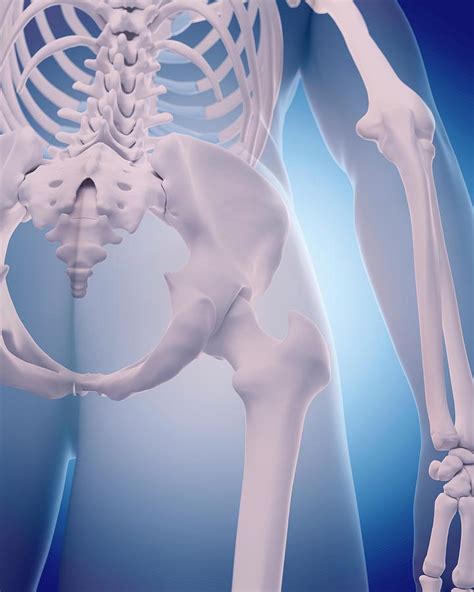 Bones Of Human Hip 2 Photograph By Sebastian Kaulitzki Science Photo