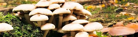 Tout Savoir Sur Le Monde Des Champignons Klorane Botanical Foundation