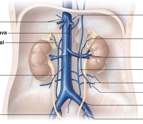 Anatomy Lab Human Vessels Diagram 12 Diagram Quizlet