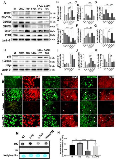 Cells Free Full Text Pirfenidone Reverts Global Dna Hypomethylation