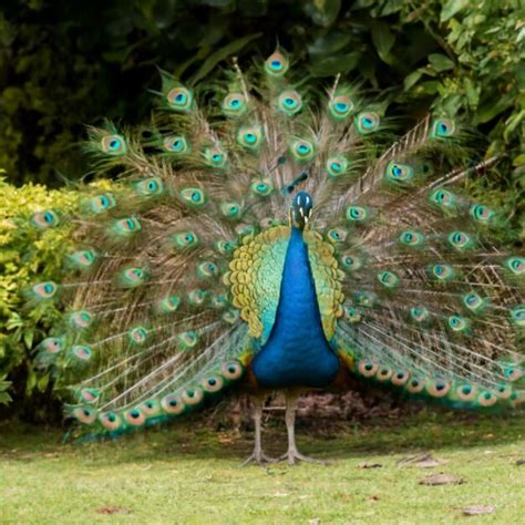 Premium Photo Peacock Displaying Its Colorful Feathers