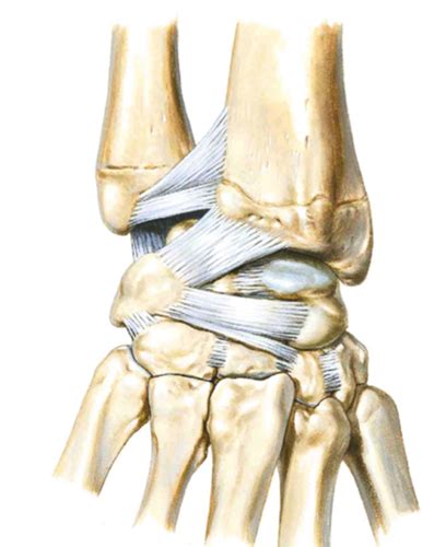 L Posterior Forearm Dorsum Of Hand And Wrist Flashcards Quizlet
