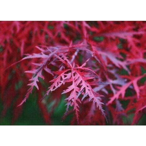 Acero Rosso Giapponese Acer Palmatum Dissectum Firecracker Pianta In