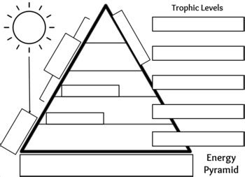 Trophic Pyramid Worksheets Library Worksheets Library