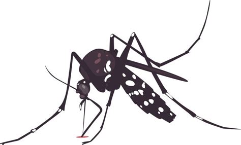Anopheles Malaria Day Png Png Malaria Clip Art