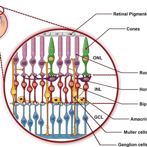 Organization Of The Mature Retina ONL Outer Nuclear Layer INL Inner