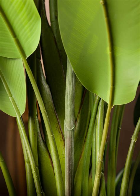 Pianta Sterlizia La Pianta Tropicale Artificiale Di Qualit Arte Fiore