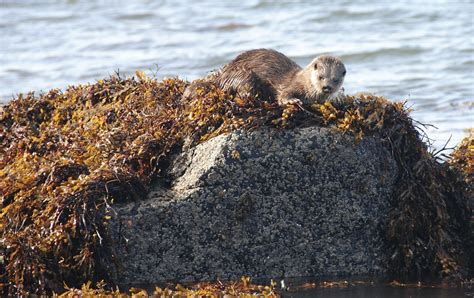 Sea Otter Isle Of Mull Scotland Mark Leicester Flickr