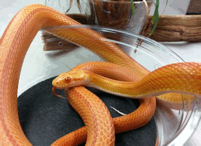 Omg Snakes Tumblr Tumbex