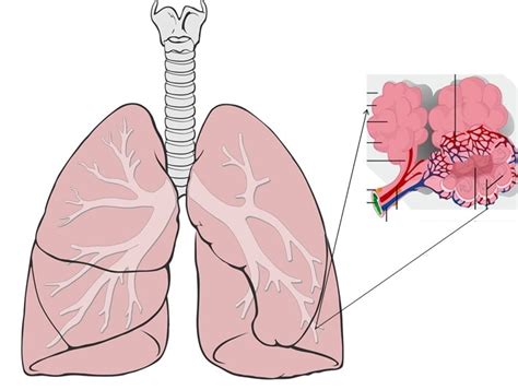 4 Diagrama De Pulmones Y Alveolos Actitud Saludable