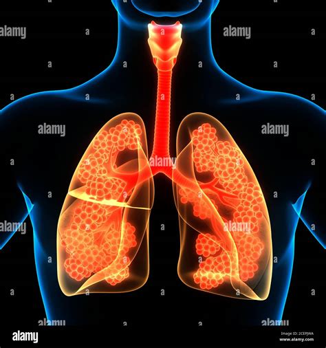 Human Respiratory System Lungs With Alveoli Anatomy Stock Photo Alamy