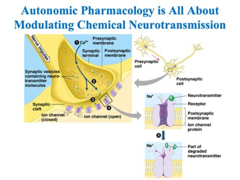 21 Basic Principles Of Autonomic Pharmacology Flashcards Quizlet