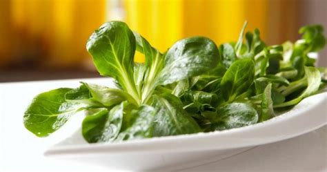 Canónigos Qué son características beneficios y propiedades cultivo