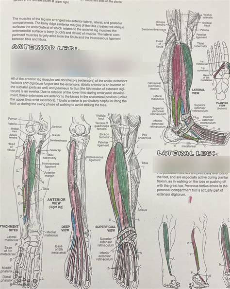 Anterior Muscles Of The Lower Leg Diagram Diagram Quizlet