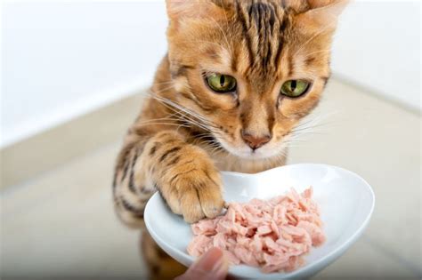 Mi Gato No Quiere Comer 4 Consejos A Tomar En Cuenta