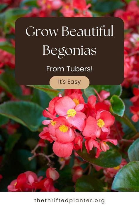 How To Grow Stunning Begonias From Seeds