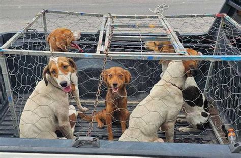 Mulher é presa em flagrante por maus tratos a cães em Capanema PA