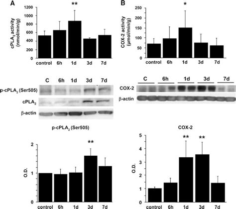 Role Of The P38 Mitogen Activated Protein Kinase Cytosolic