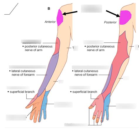 Diagram Of Skin Innervation Peripheral Nerves Quizlet