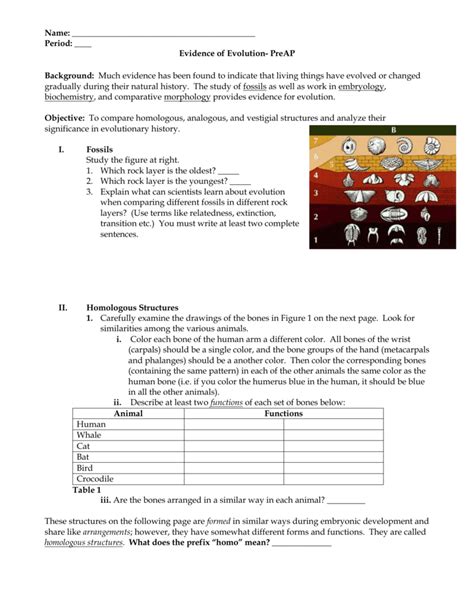 42 Evidence Of Evolution Worksheet Answer Key Worksheet Resource
