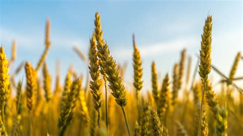 Grasses Cheat Evolution With Lateral Gene Transfer