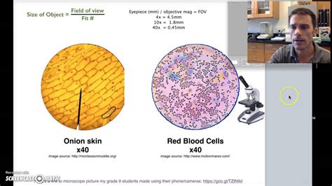 Calculating Cell Size When Looking Through A Microscope Youtube