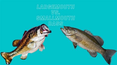 Largemouth Vs Smallmouth Bass Detailed Overview Best Fishing