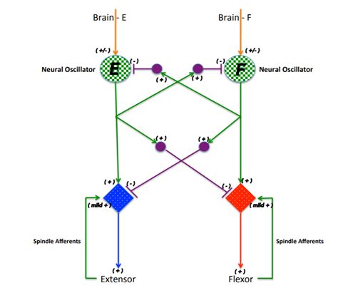 consider the model of a central pattern generator