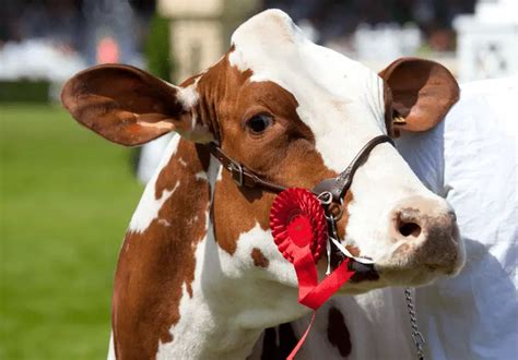 Brown And White Cow Breeds Top Breeds Savvy Farm Life