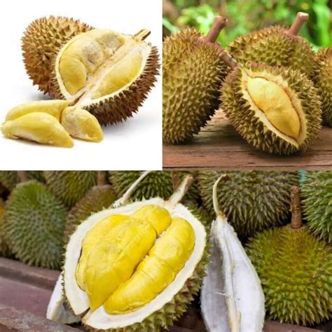 5 Musang King Durian Fruit Tree Seeds Durio Zibethinus EBay