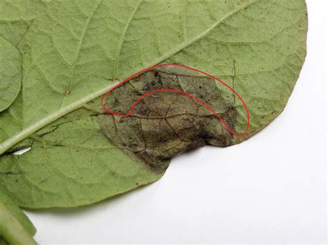 IRIIS phytoprotection Fiche technique Maladie Mildiou syn Brûlure