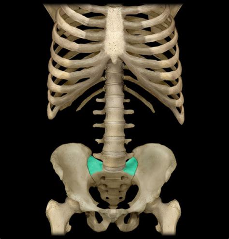 Kin Skeletal Exam Flashcards Quizlet