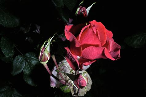 Merah Jambu Bunga Kecil Tanaman Foto Gratis Di Pixabay Pixabay