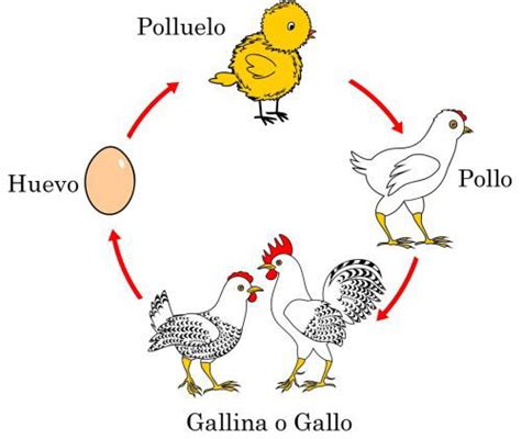 Caracteristicas Generales De Los Seres Vivos Biologia Dinami 41760
