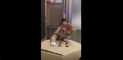 Cat Plays Whack A Mole
