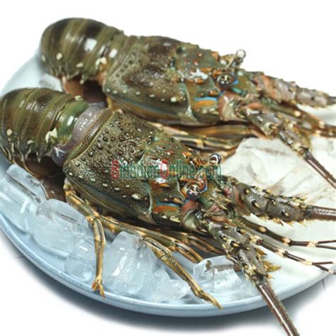 Tôm hùm xanh tươi sống