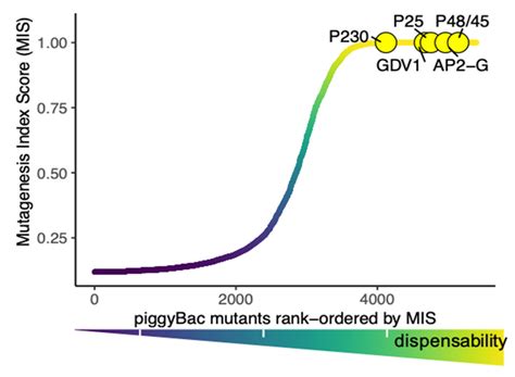 Pathogens Free Full Text Targeting Gametocytes Of The Malaria