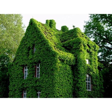 Gemeine Efeu Gewöhnlicher Efeu Samen Hedera helix Preis 2 15
