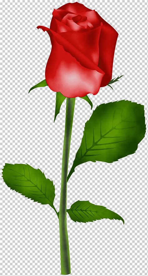 Rosas de jardín Acuarela Pintura Tinta húmeda Flor Planta Pétalo