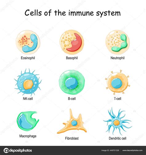 Células Del Sistema Inmunitario Glóbulos Blancos Leucocitos Eosinófilos
