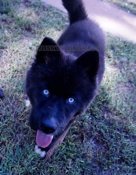 Can A Husky Be All Black