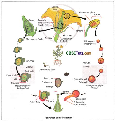 Fertilization Of Plants Process Of Fertilization In Plants CBSE Tuts